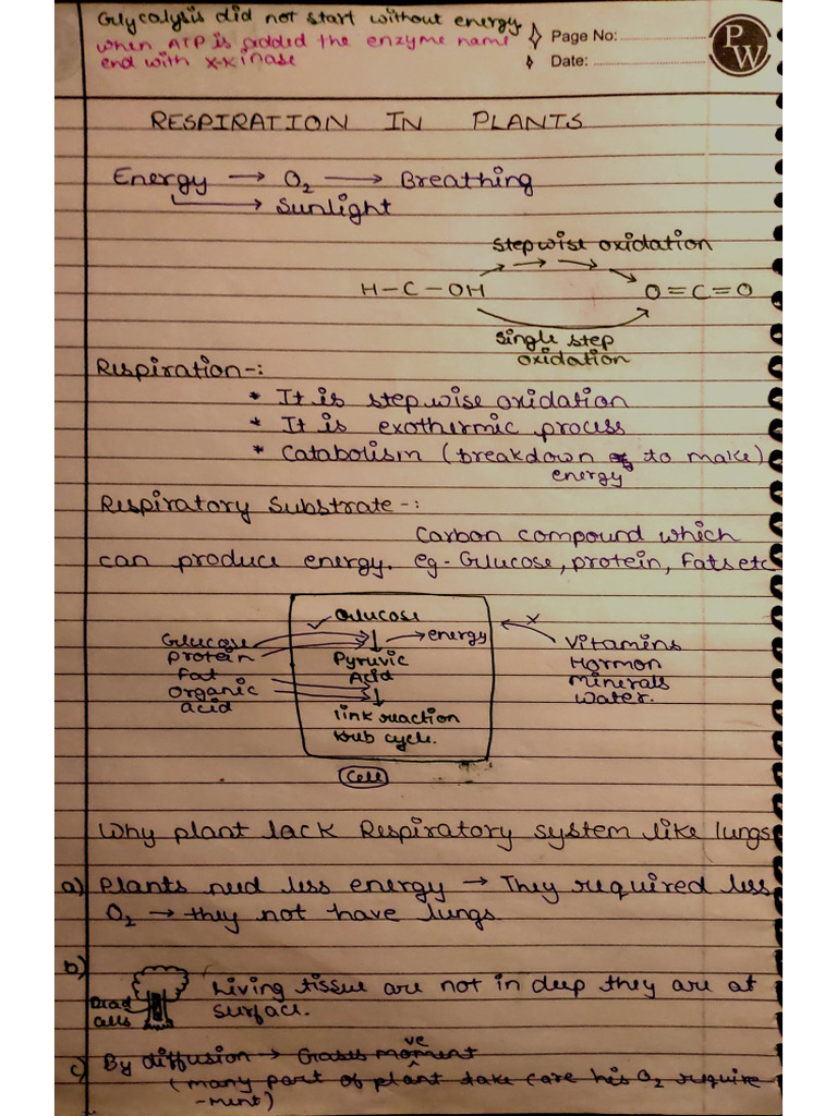 Respiration in Plants | PDF