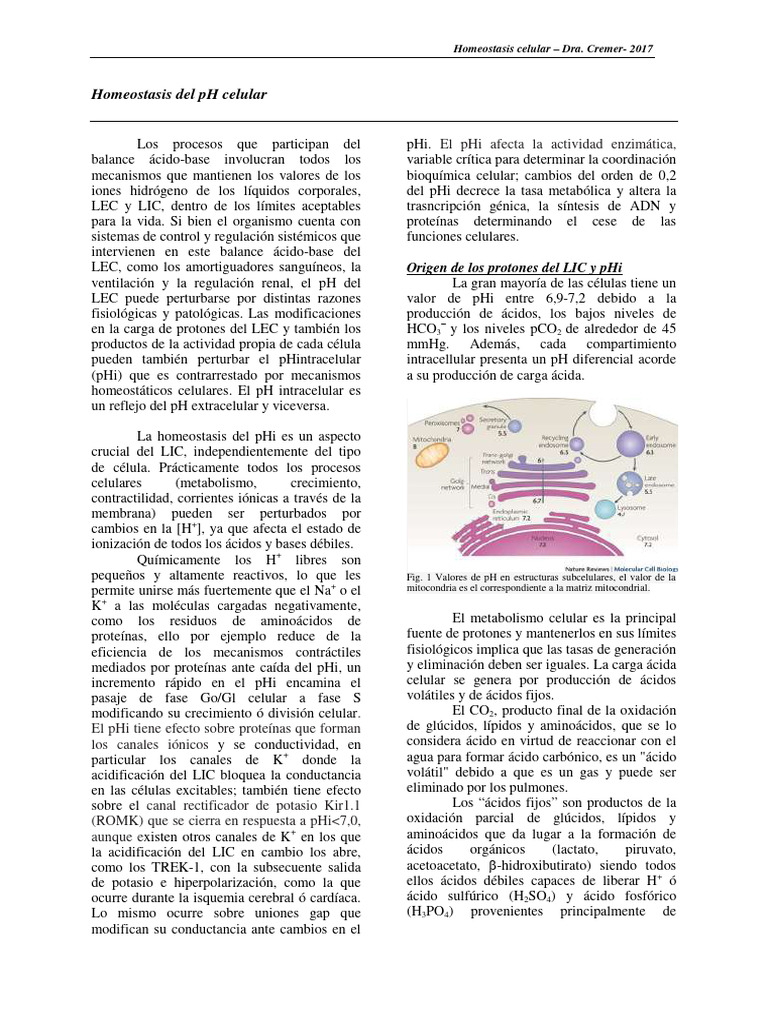 Apunte Homeostasis Celular 2017 2 Parte | PDF | Apoptosis | Caspasa