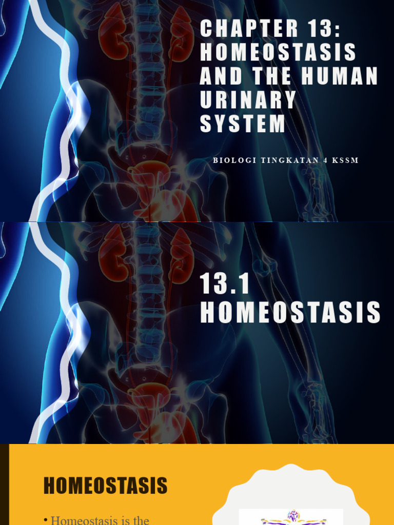 BIOLOGY - F4 - CHAPTER - 13 - Homeostasis and The Human Urinary System | PDF | Vasodilation ...
