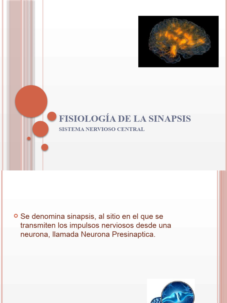Fisiología de La Sinapsis | PDF | Sinapsis | Neurotransmisor