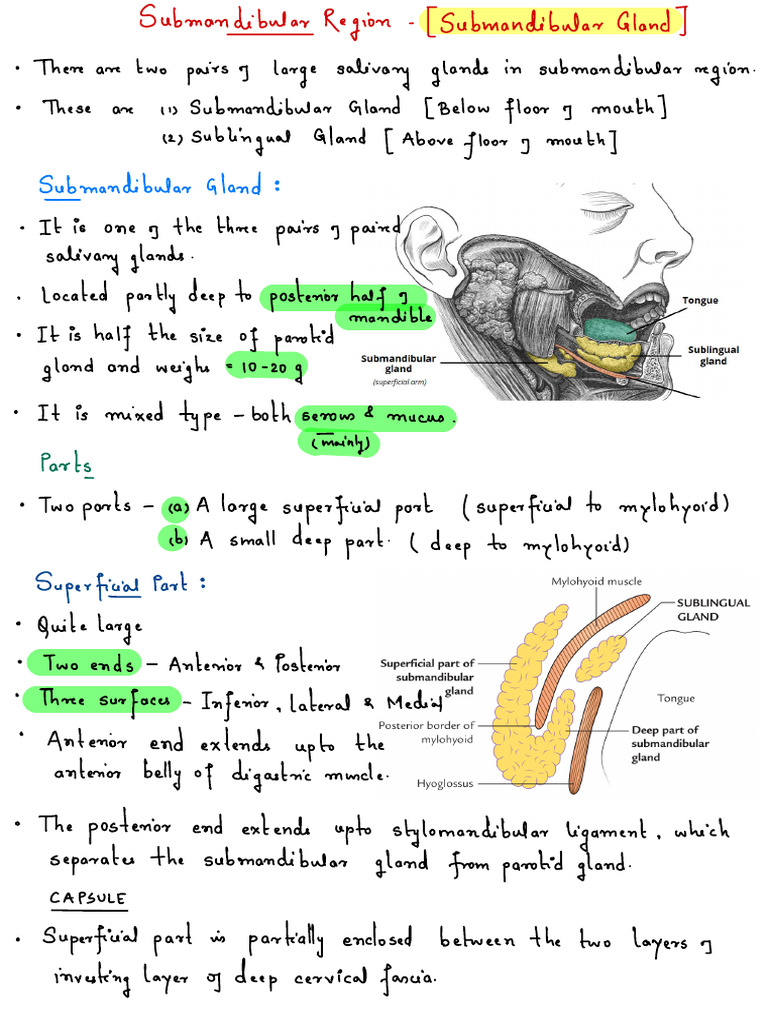 Submandibular Gland Anatomy Overview | PDF | Human Anatomy | Human Head ...