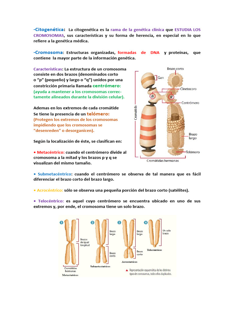 Citogenética | PDF | Cromosoma | Cariotipo