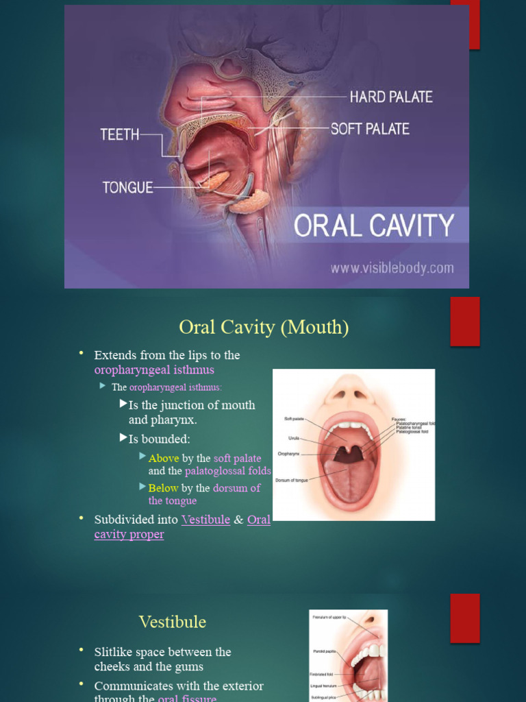 Oral Cavity Nursing (1) | PDF | Tongue | Esophagus
