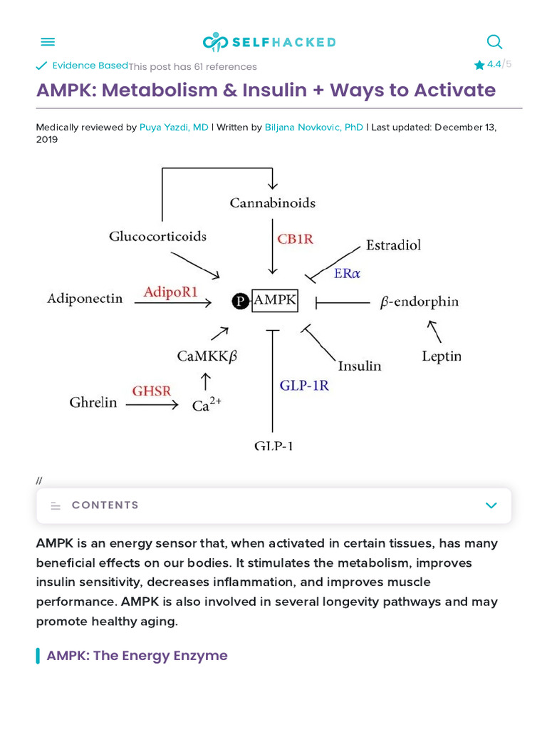 AMPK - Metabolism & Insulin + Ways To Activate - SelfHacked | PDF | Appetite | Glucose