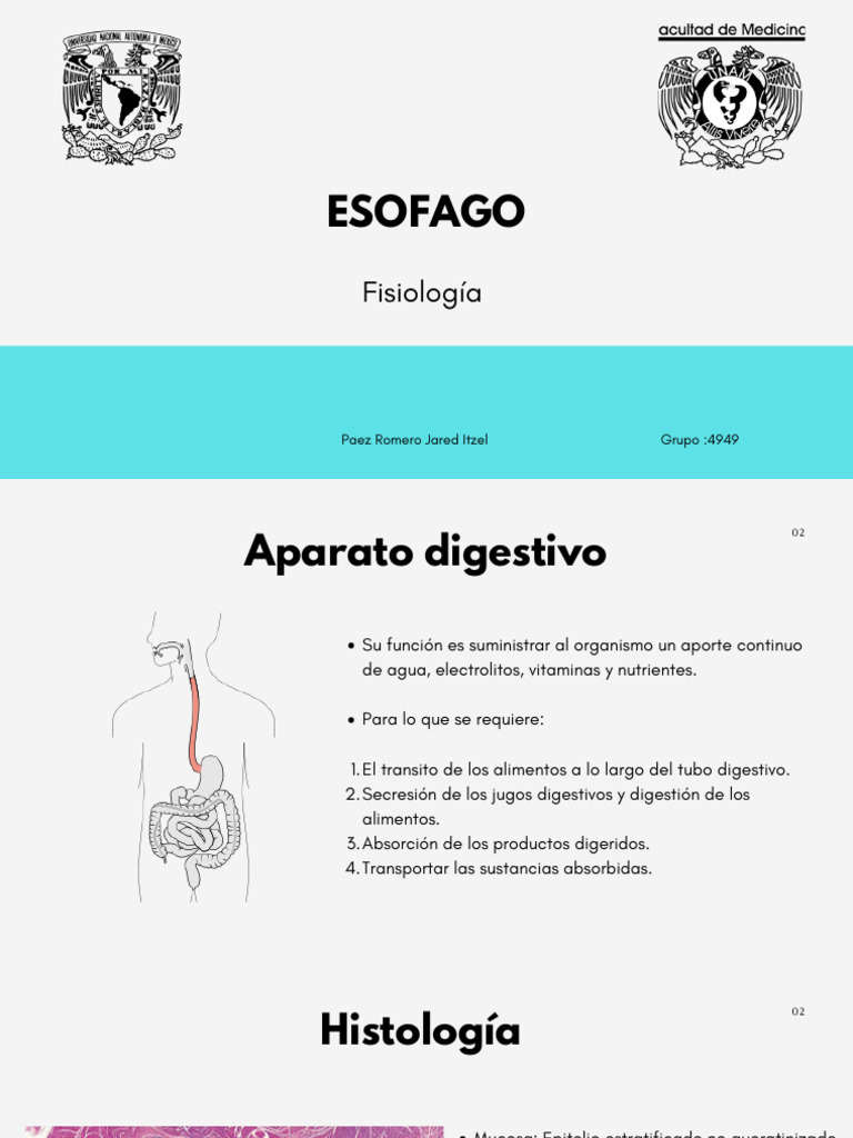 Copia de Esofago | PDF | Esófago | Músculo esquelético