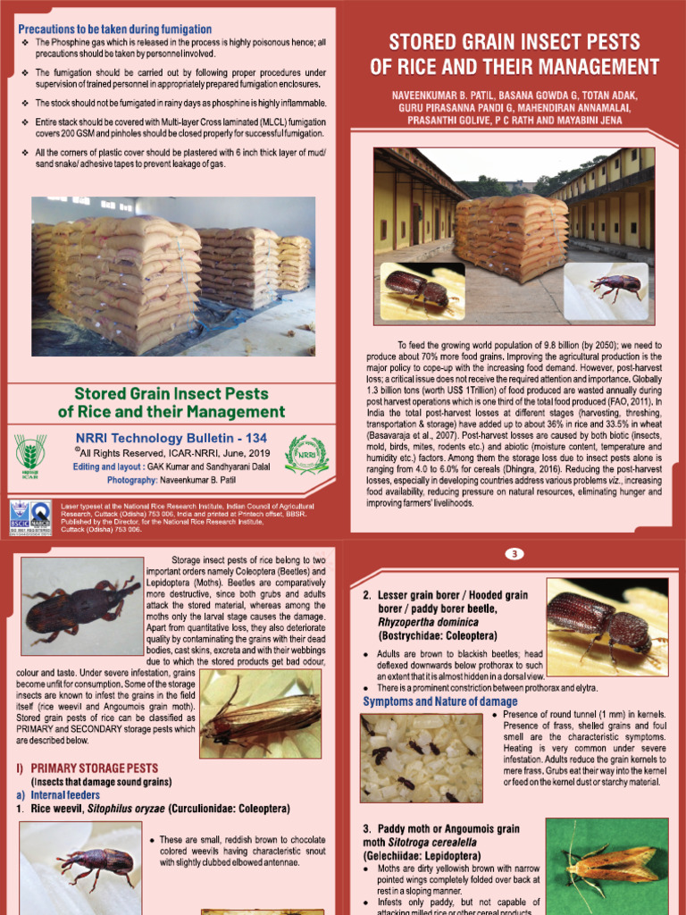 Grain Insect Pests of Rice and Their Management | PDF