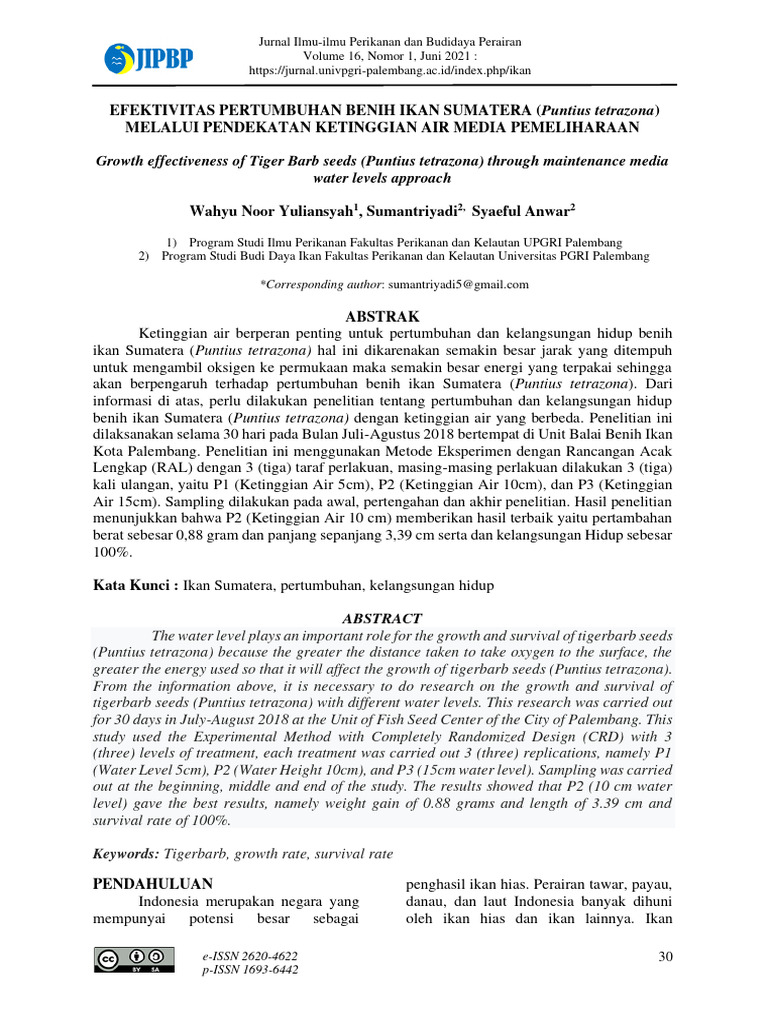 EFEKTIVITAS PERTUMBUHAN BENIH IKAN SUMATERA (Puntius Tetrazona) MELALUI ...