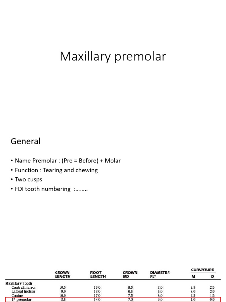 Maxillary 1st Premolar | PDF | Dentistry | Mouth