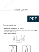 Canine | PDF | Dental Anatomy | Tooth