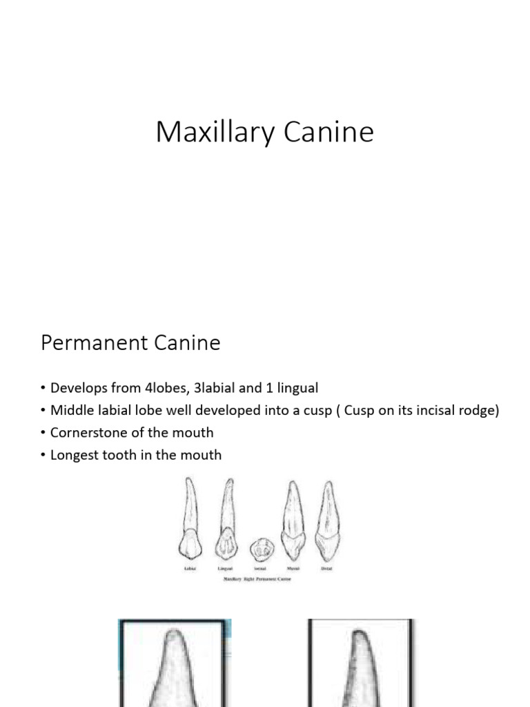 Maxillary Canine | PDF