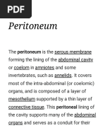 Anatomy of the Peritoneum Explained | PDF | Peritoneum | Anatomy