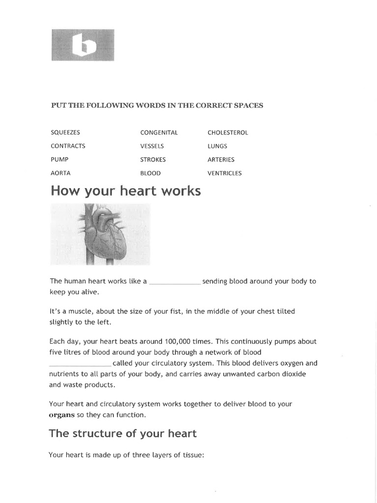 The Heart | PDF