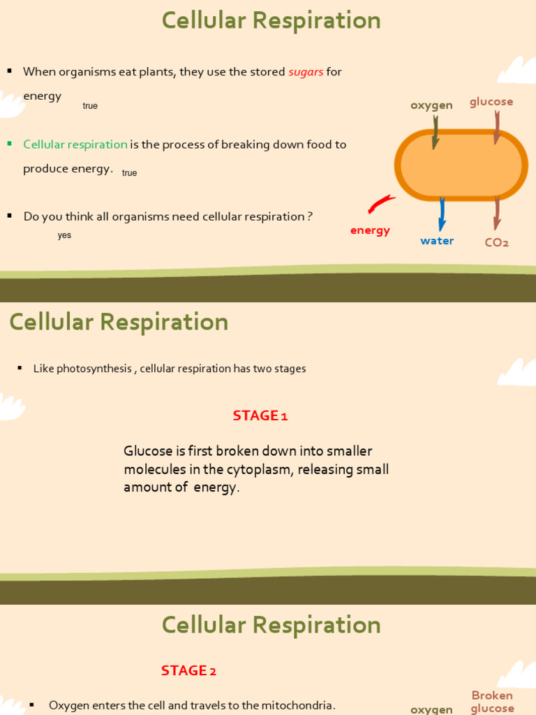 Cellular Respiration And Fermentation Ppt Pdf Cellular Respiration