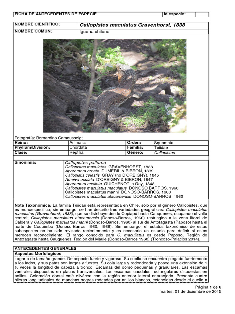 Callopistes Maculatus 12RCE FIN | PDF | Chile | Entorno natural