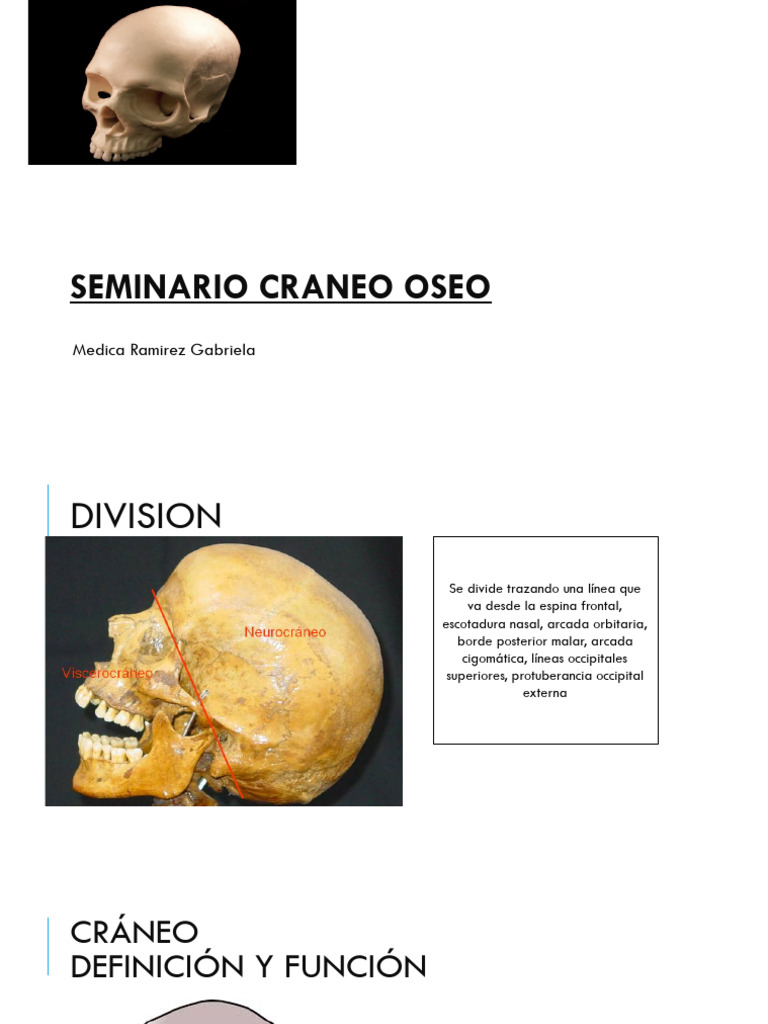 C RANEO | PDF | Cabeza y cuello humanos | Sistema esquelético