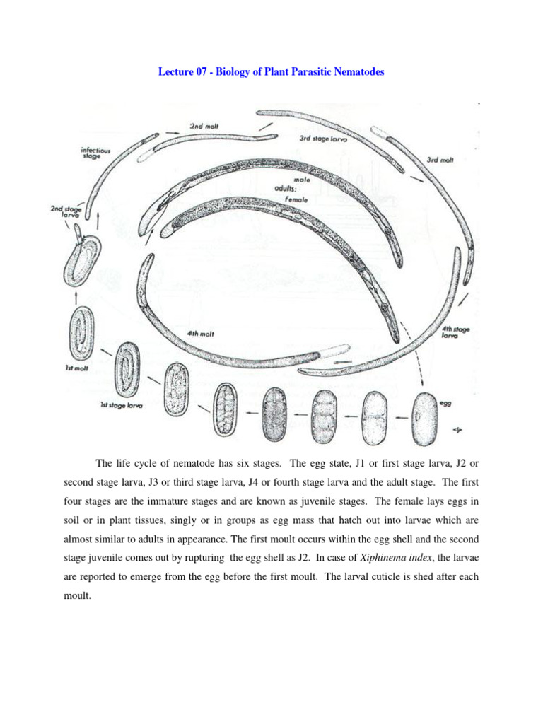 Lec 07 | Download Free PDF | Nematode | Embryo