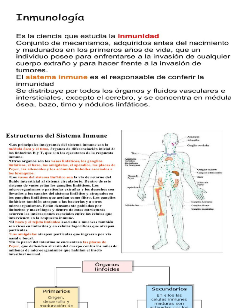 2-Inmunologia | PDF | Sistema inmune | Sistema inmune innato