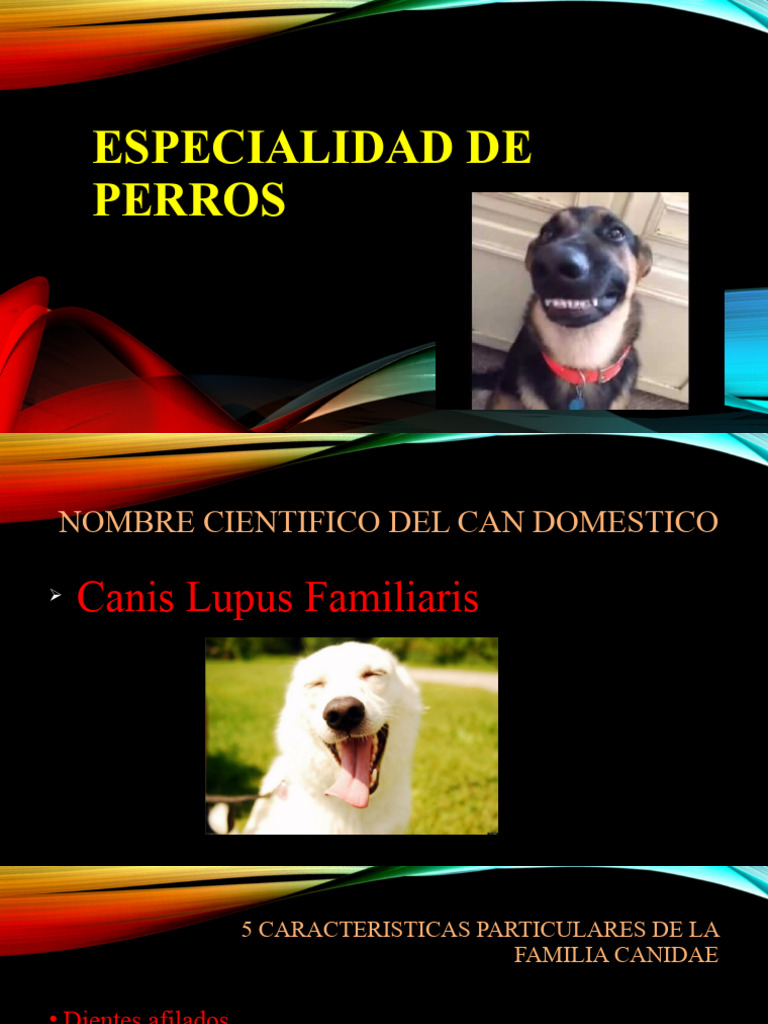 Especialidad de Perros | PDF | del perro | Subespecie De Canis Lupus