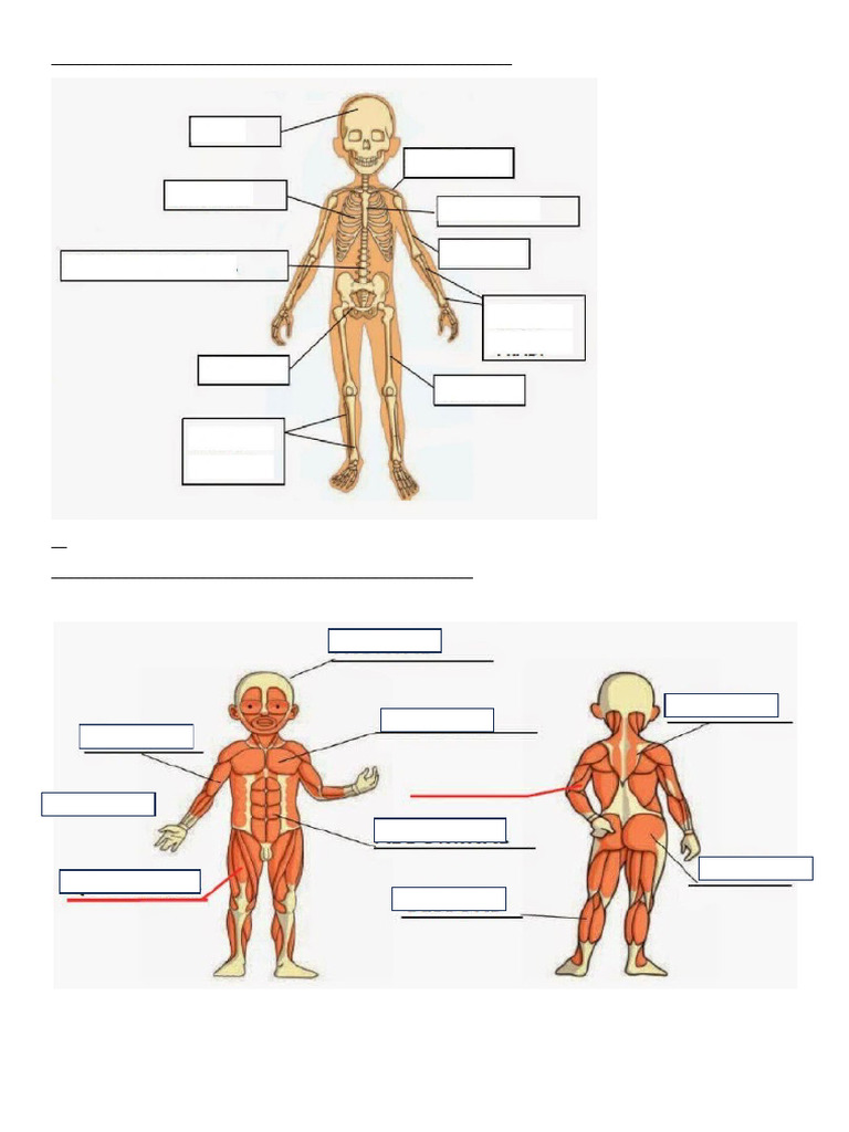 Ossos I Musculs | PDF