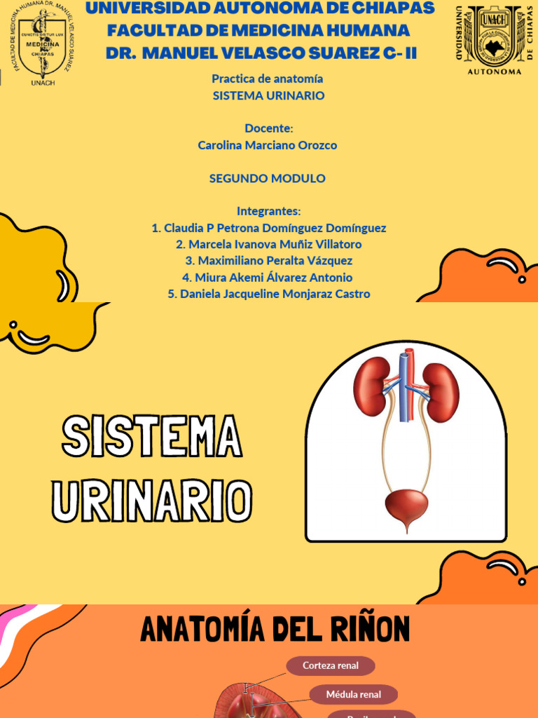 Anatomía del Sistema Urinario | PDF | Salud y bienestar | Ciencia y matemáticas