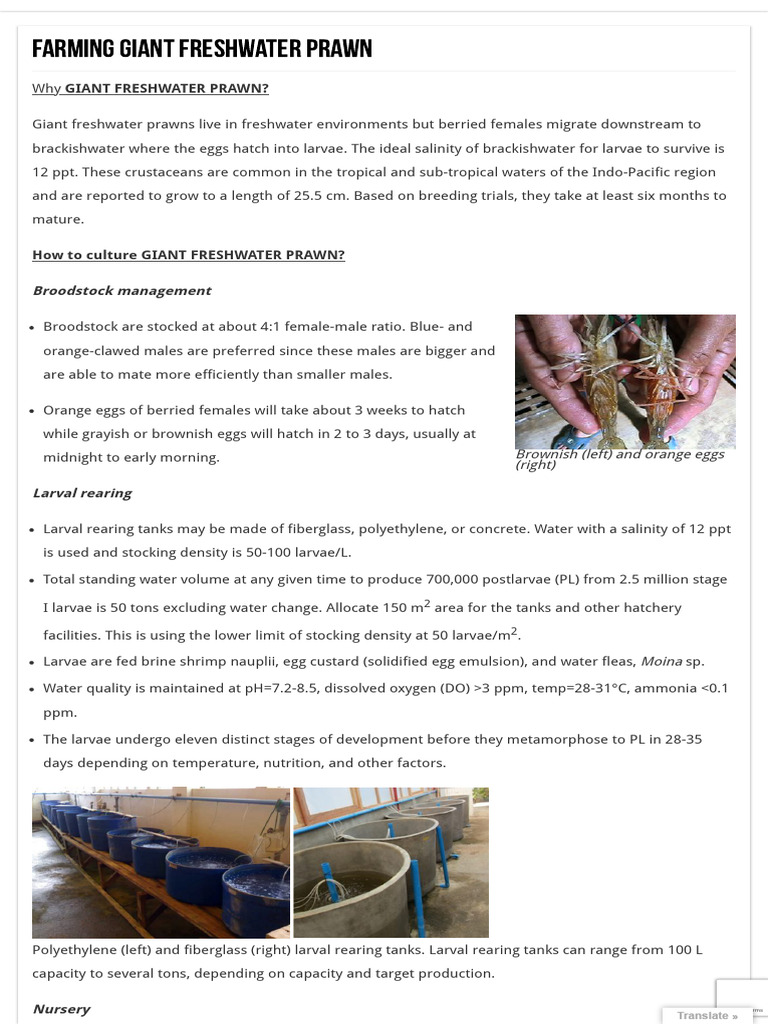 Giant Freshwater Prawn Farming Guide | PDF | Fishing Industry