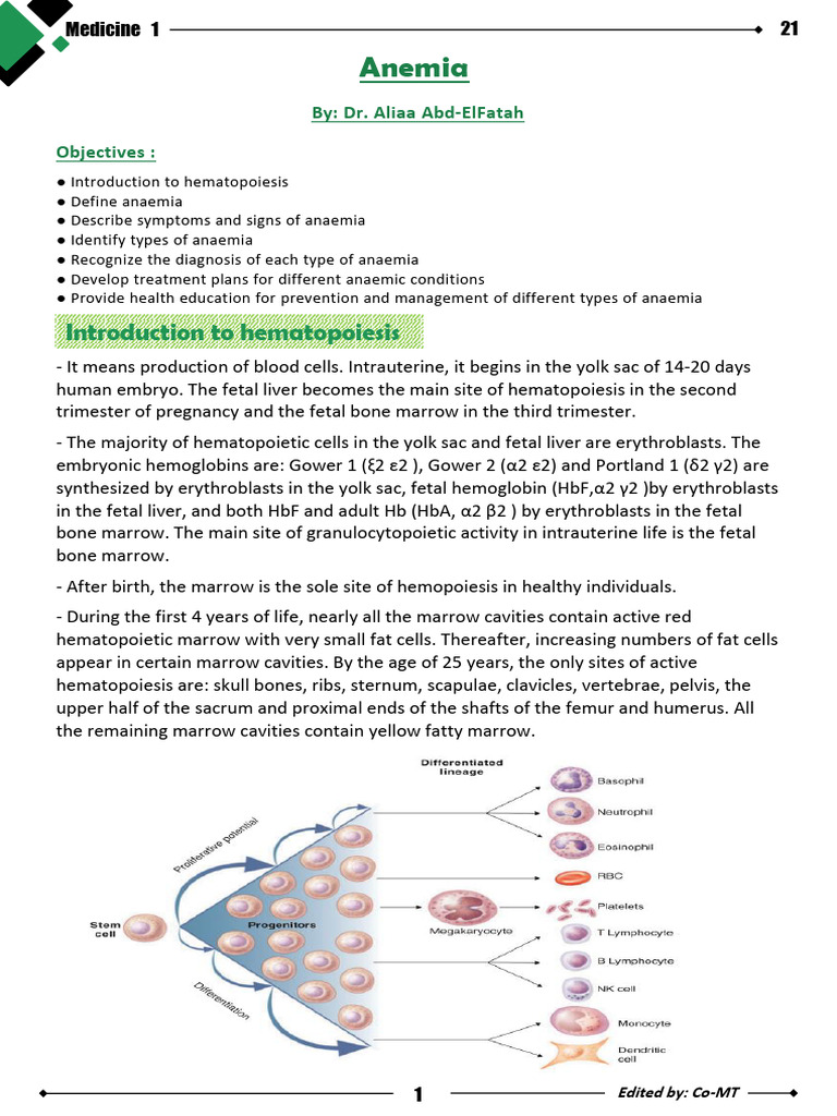 Anemia | PDF | Anemia | Bone Marrow
