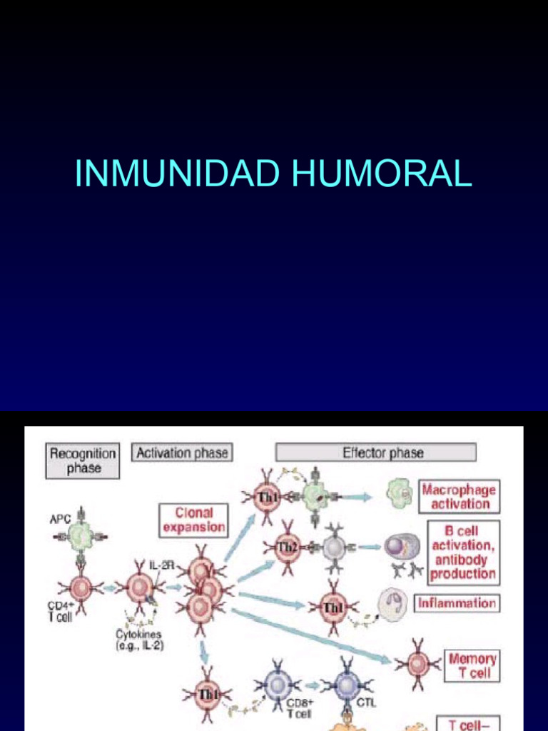 11-Inmunidad Humoral v7 | PDF | Célula B | Linfocitos