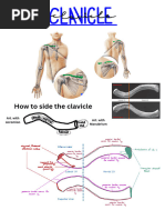 Label (Upper Limb Bone) | PDF | Musculoskeletal System | Human Anatomy