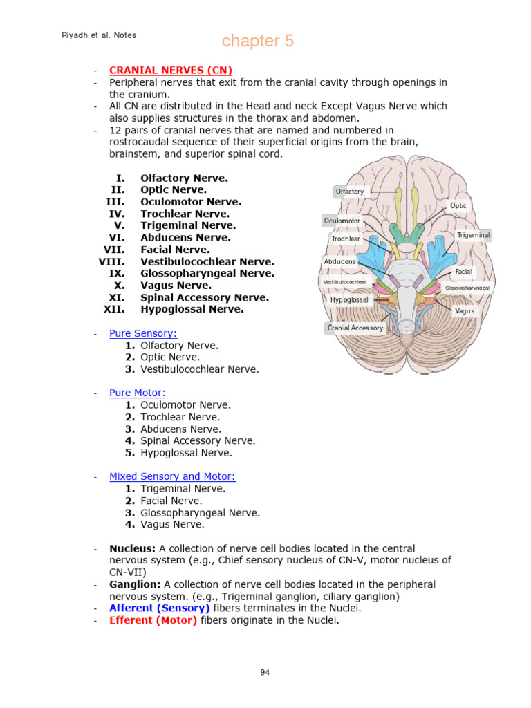 Cranial Nerves | Download Free PDF | Vagus Nerve | Common Carotid Artery