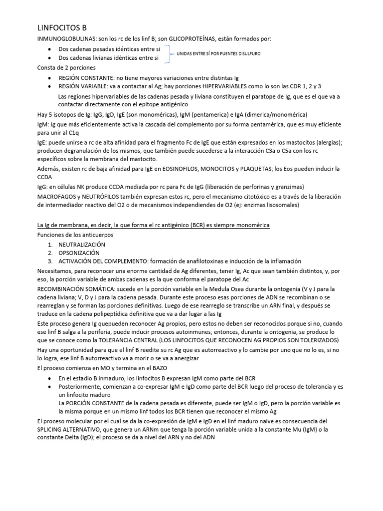 Linfocitos B Pdf Célula B Sistema Complementario