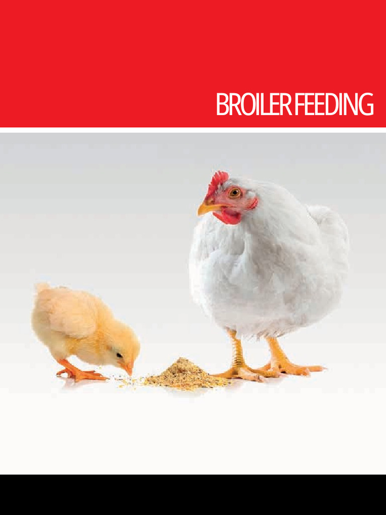 Broiler Feeding | PDF | Birds | Water