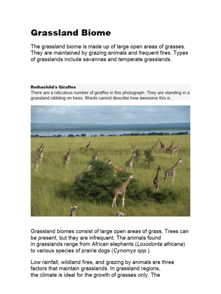 Grassland Biome Ecosystem | Download Free PDF | Grassland | Savanna