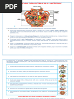 Olla Familiar Guatemalteca | PDF | Alimentos | Dieta