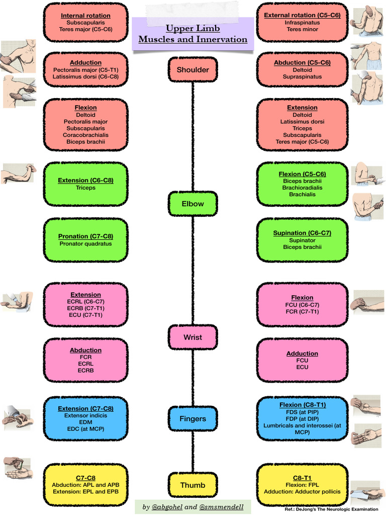 Upper Limb Muscles | PDF | Anatomical Terms Of Motion | Joints