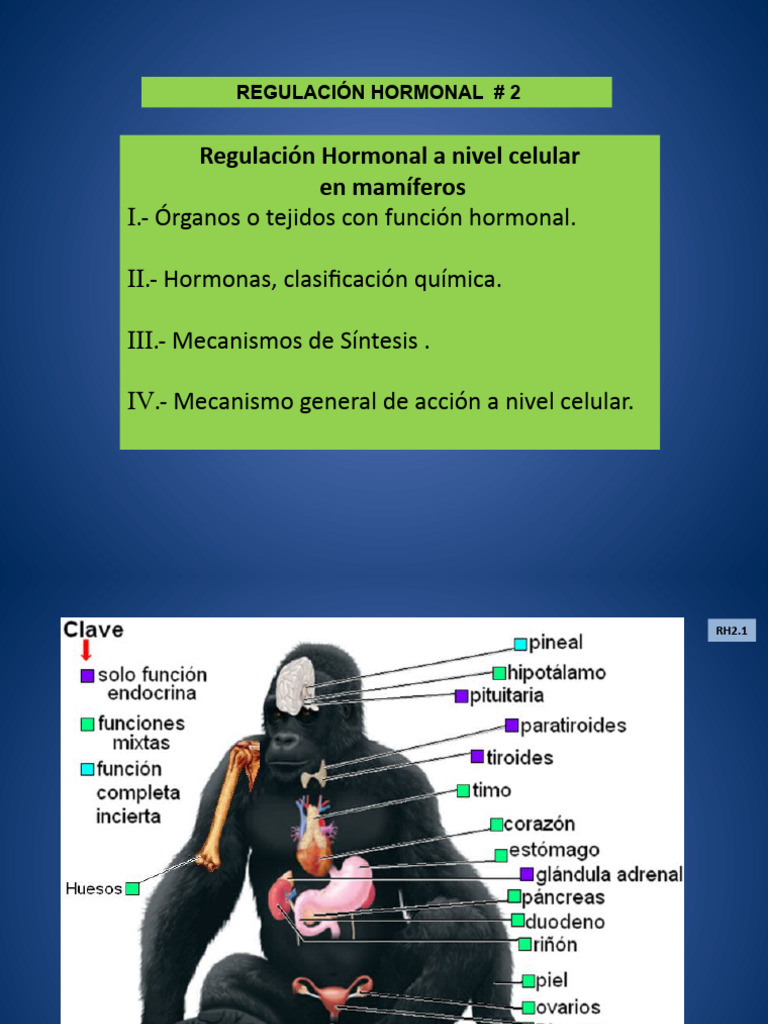 Regulación Hormonal 2 | PDF | Hormona | Receptor (Bioquímica)