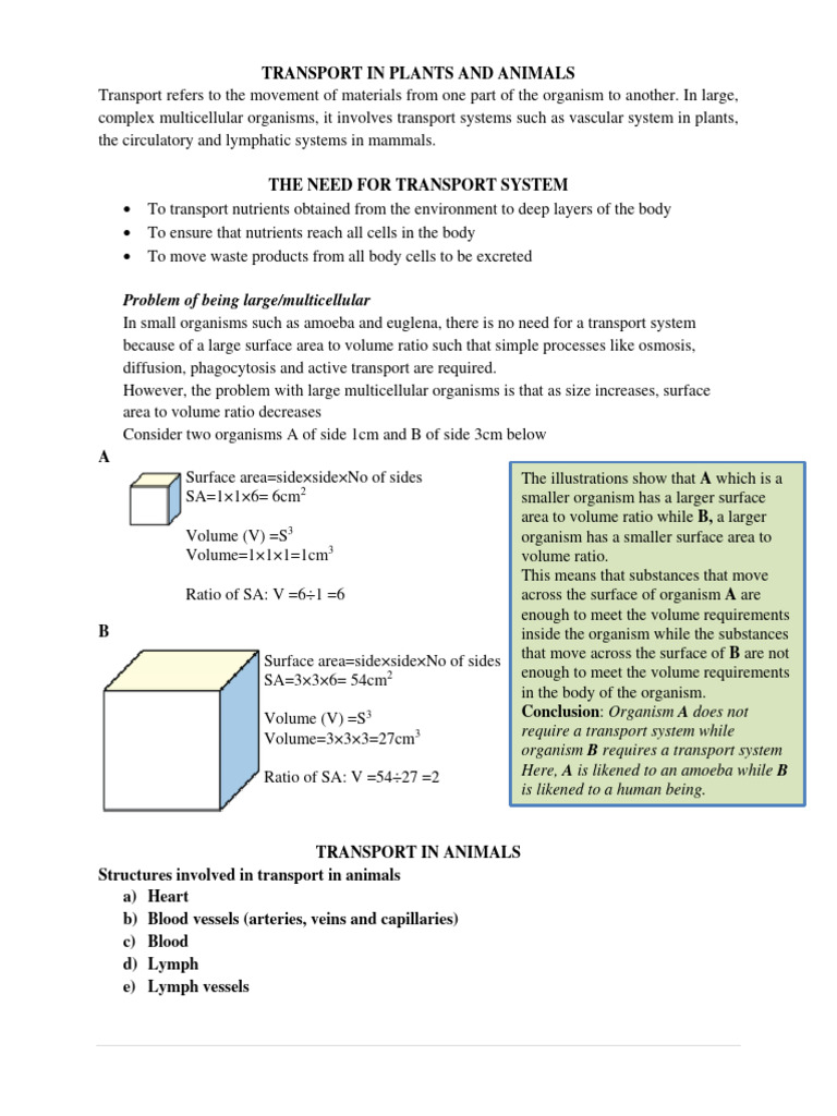 s.3 Biology Transport in Plants and Animals Notes | PDF | Atrium (Heart ...