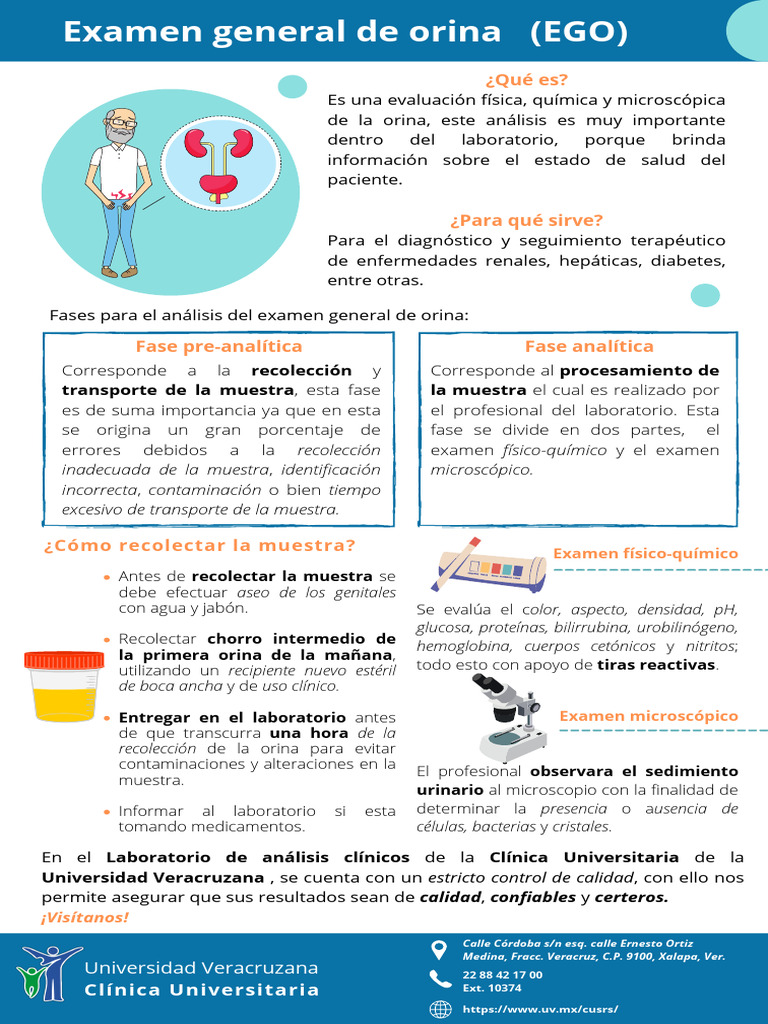 Examen General de Orina (EGO) : ¿Qué Es? | Descargar gratis PDF ...