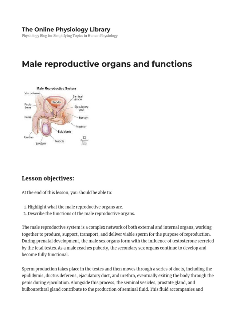 Male Reproductive Organs and Functions - The Online Physiology Library ...