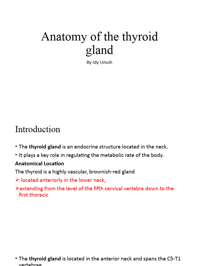 Anatomy of the thyroid gland | PDF | Thyroid | Common Carotid Artery