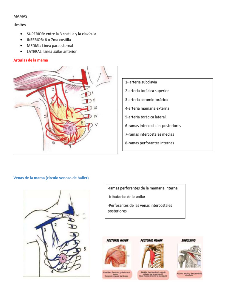 examen fisico de mamas | PDF | Pecho | Anatomía