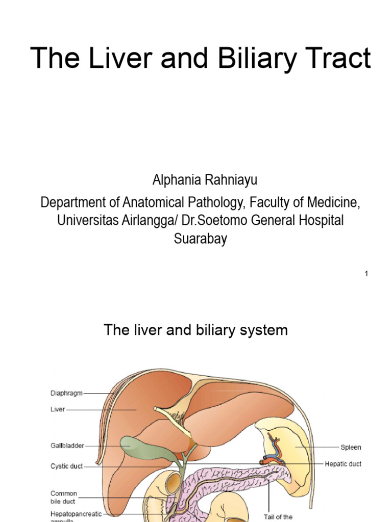 Liver, Biliary Tract and Pancreas Pathology | PDF | Cirrhosis | Liver Liver, Biliary Tract and Pancreas Pathology | PDF | Cirrhosis | Liver