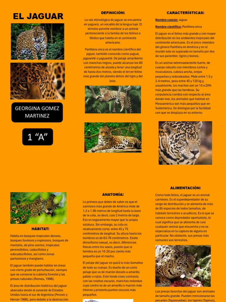 EL JAGUAR | PDF | Jaguar | Felidae