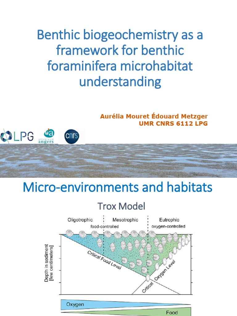 Benthic Foraminifera Microhabitat Insights | PDF | Diffusion | Iron