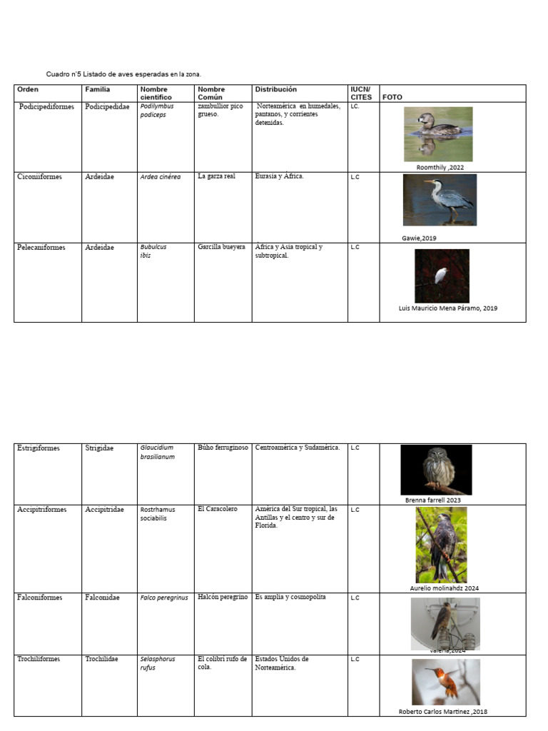 Cuadro de aves | PDF | Aves de presa | Aves