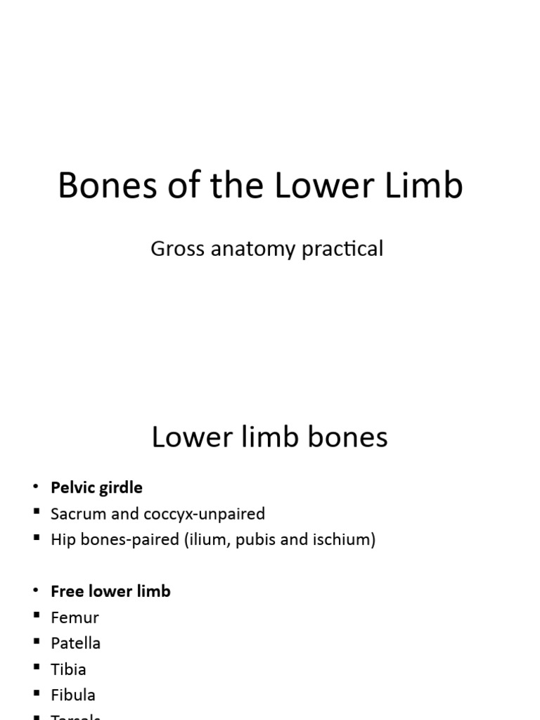 Anatomy of the Pelvic Girdle and Lower Limb | PDF | Pelvis | Human Leg
