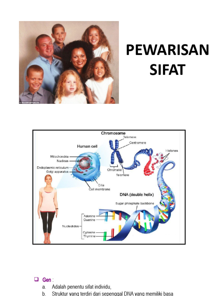 Pewarisan Sifat Kelas 9 | PDF
