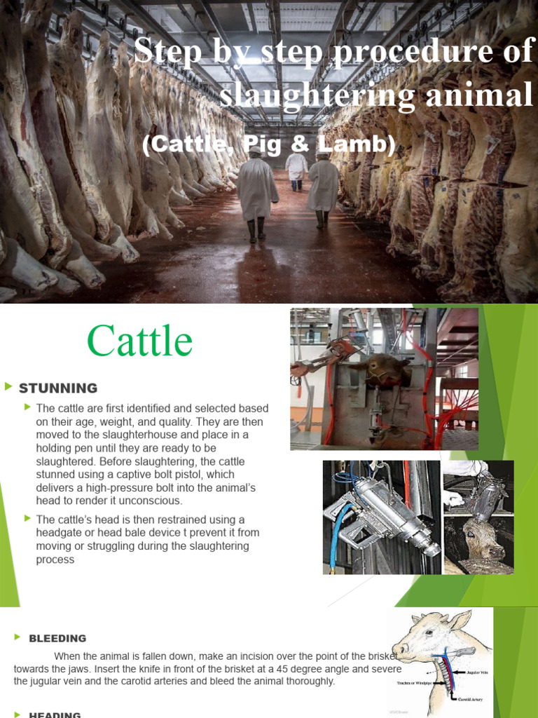 Livestock Slaughtering Guide | PDF | Animal Slaughter | Meat
