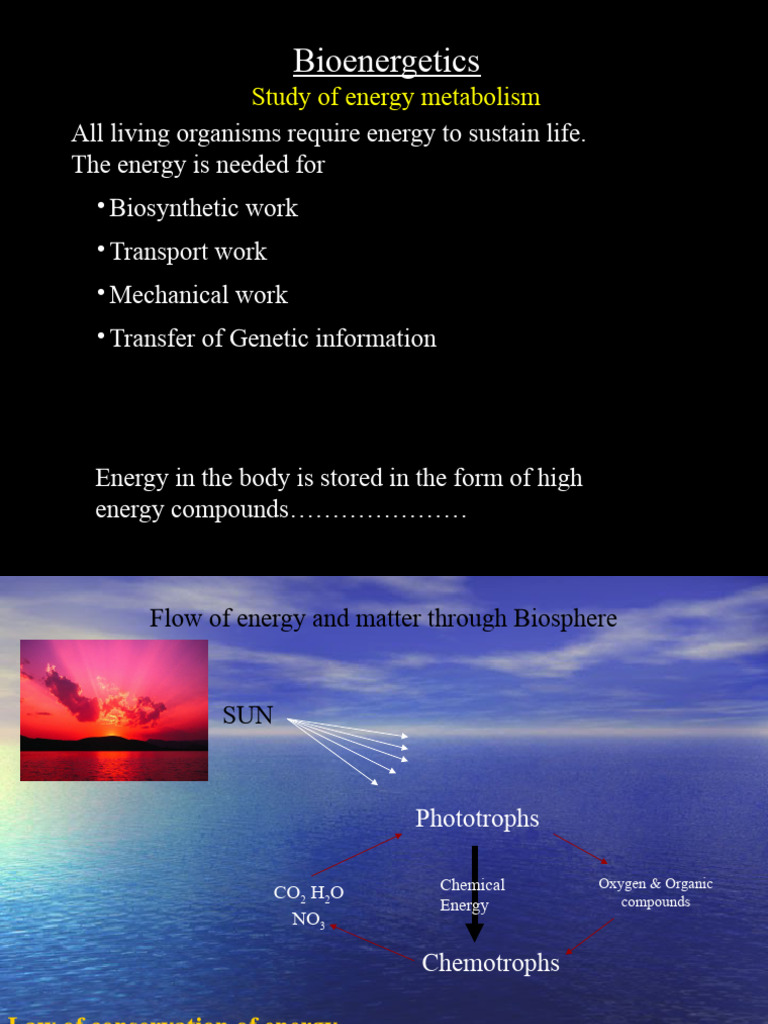 Bioenergetics | PDF | Gibbs Free Energy | Nature
