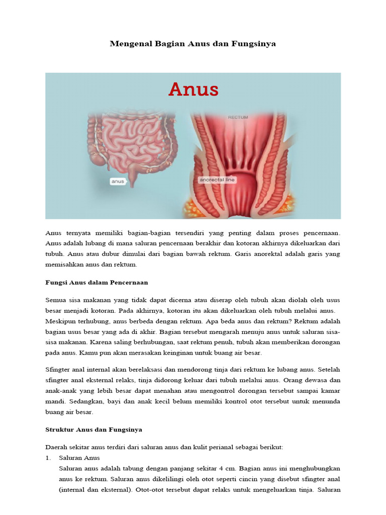 ARTIKEL Mengenal Bagian Anus Dan Fungsinya | PDF