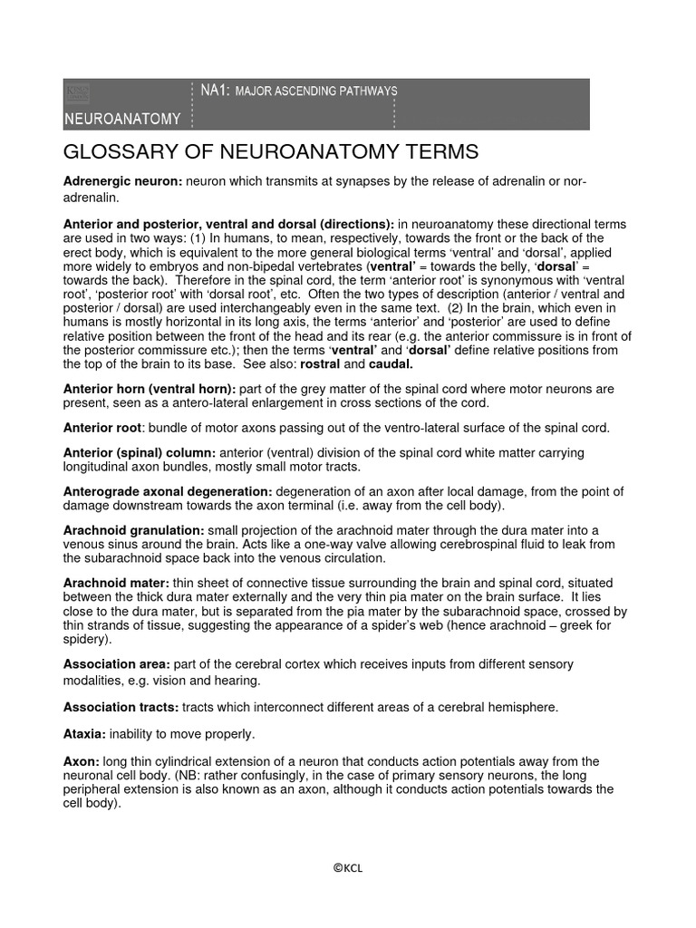 Neuroanatomy Terms Glossary | PDF | Central Nervous System | Spinal Cord